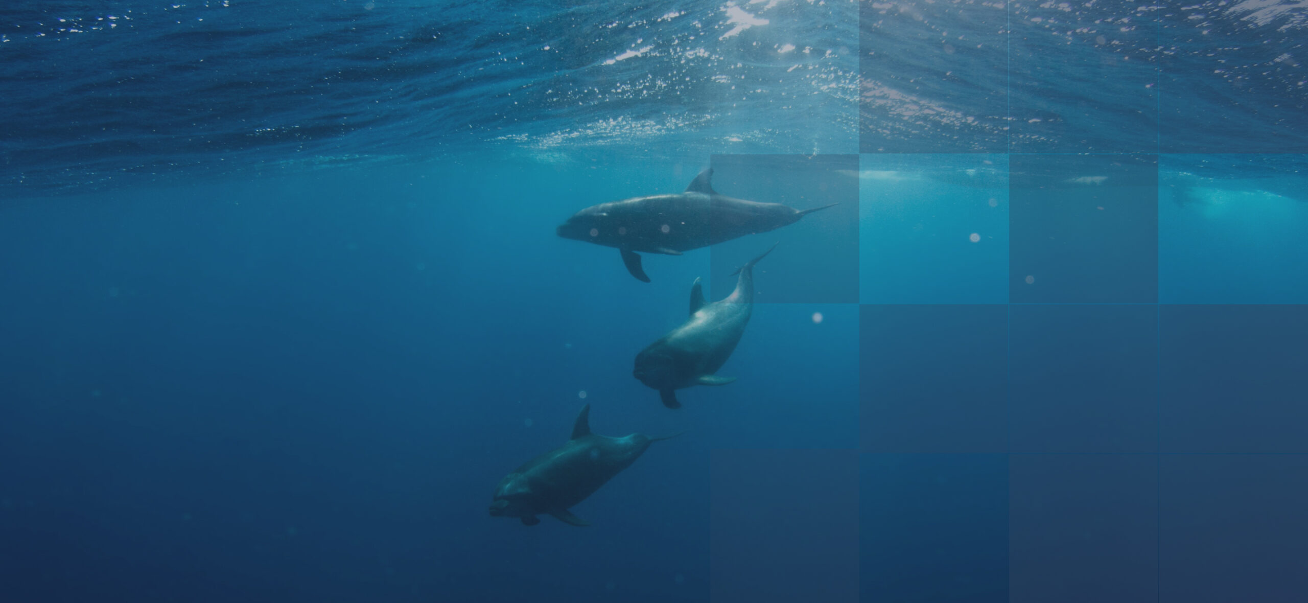 Webinar: Enhancing marine life around the subsea electricity grids in ...