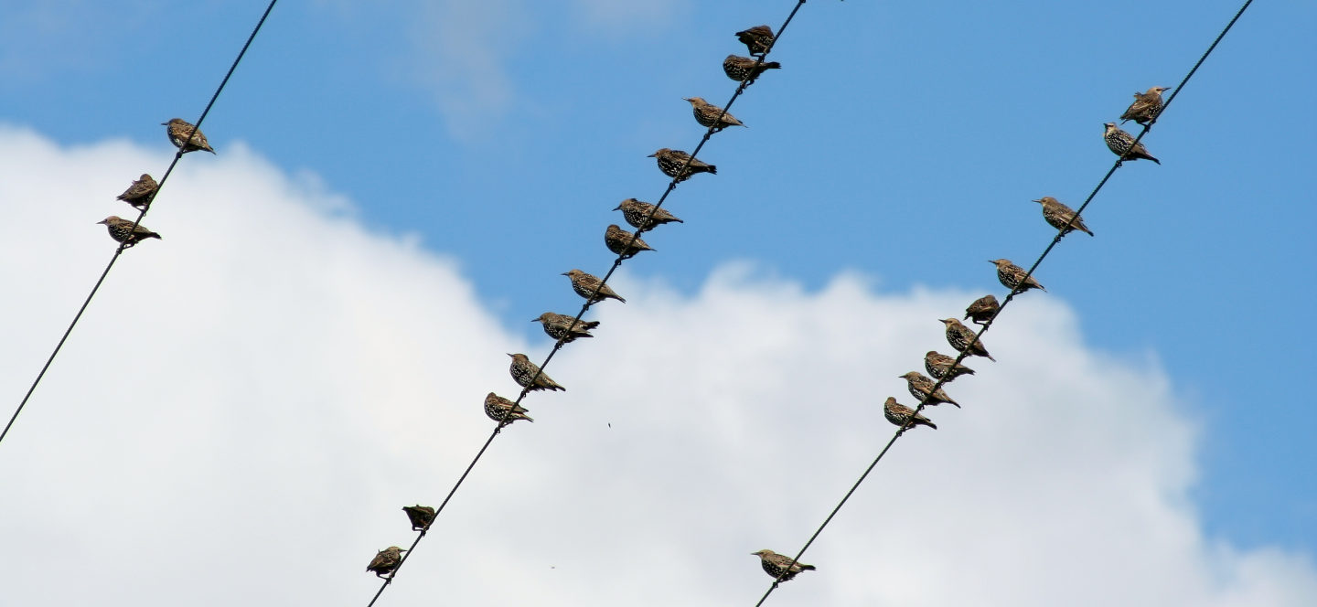 Nature conservation & restoration - Renewables Grid Initiative