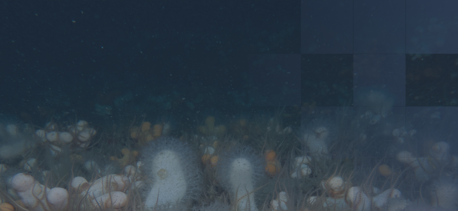 NID4BirdLIFE: Nature-Inclusive Design solution to support the Black ...